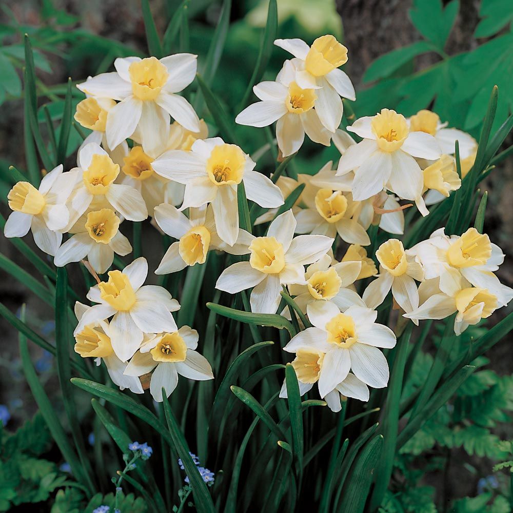 Scent of Spring Daffodil Mix | White Flower Farm