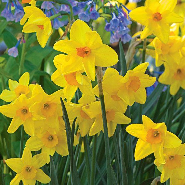 Scent of Spring Daffodil Mix | White Flower Farm