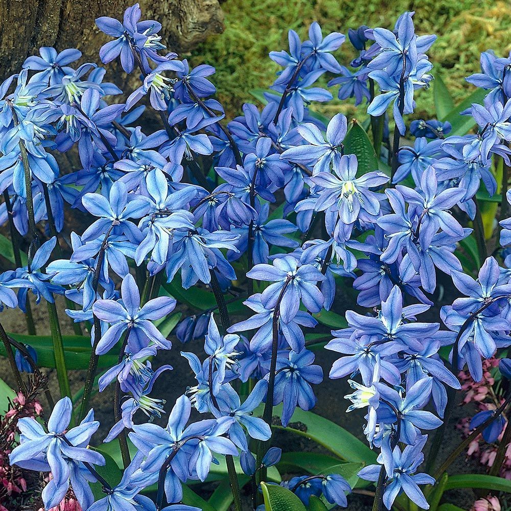 woodland-naturalizing-collection-of-bulbs-white-flower-farm