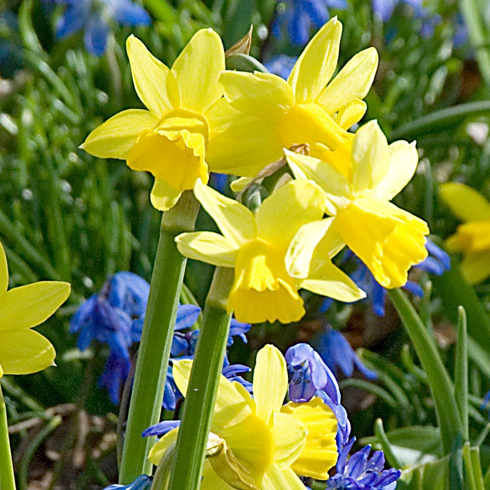 Spring Cavalry Collection | White Flower Farm