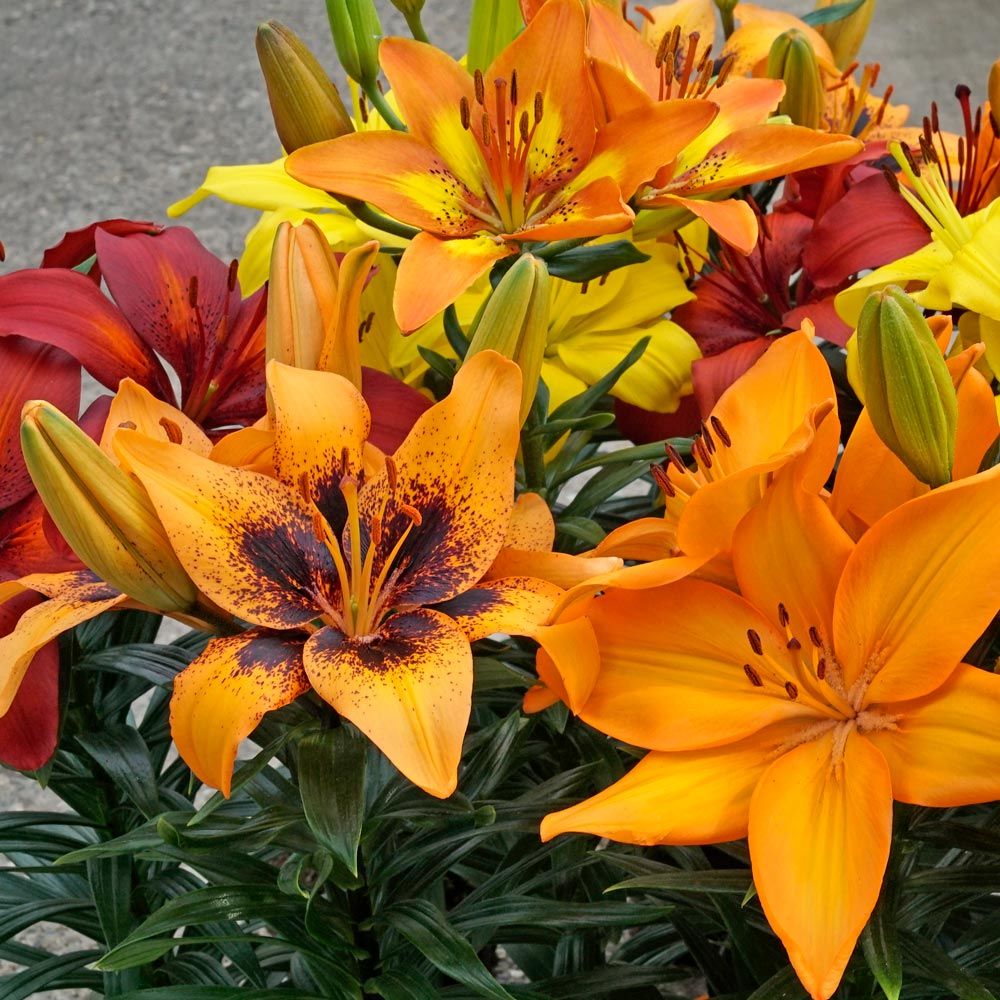 Tropical Tones Lily Quintet | White Flower Farm