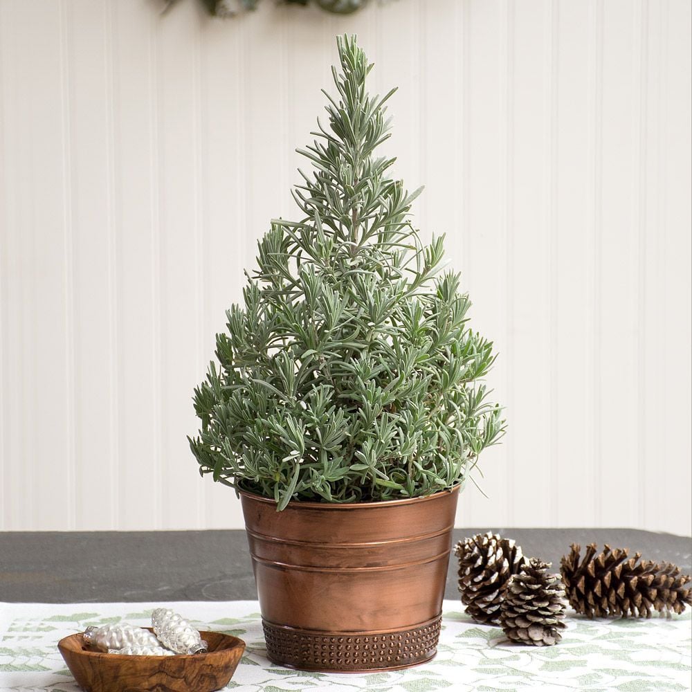 Festive Indoor Plants | White Flower Farm Festive Indoor Plants | White Flower Farm