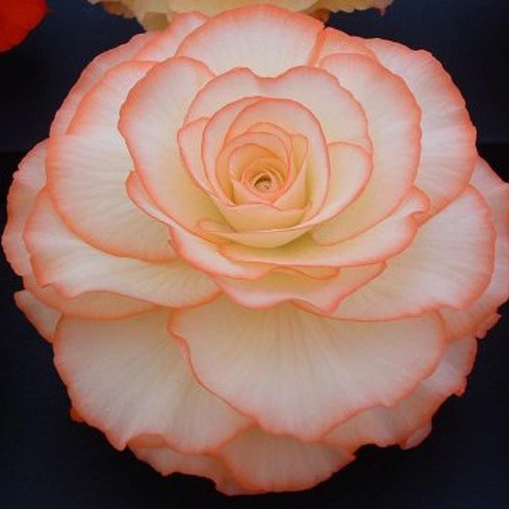 Begonia 'Ruby Young' Blackmore & Langdon | White Flower Farm