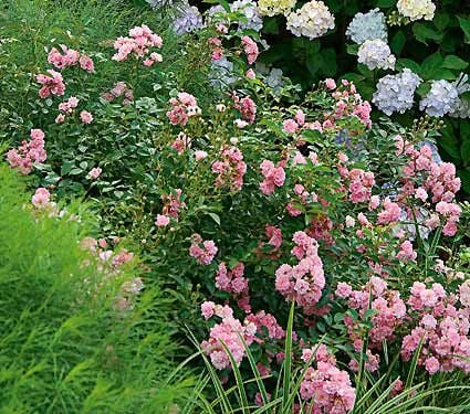 Rose The Fairy | White Flower Farm