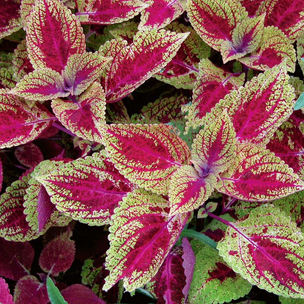 Coleus Confetti Classic Container Garden | White Flower Farm