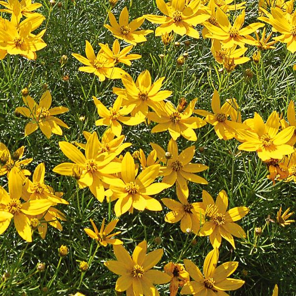 Coreopsis verticillata 'Zagreb' | White Flower Farm