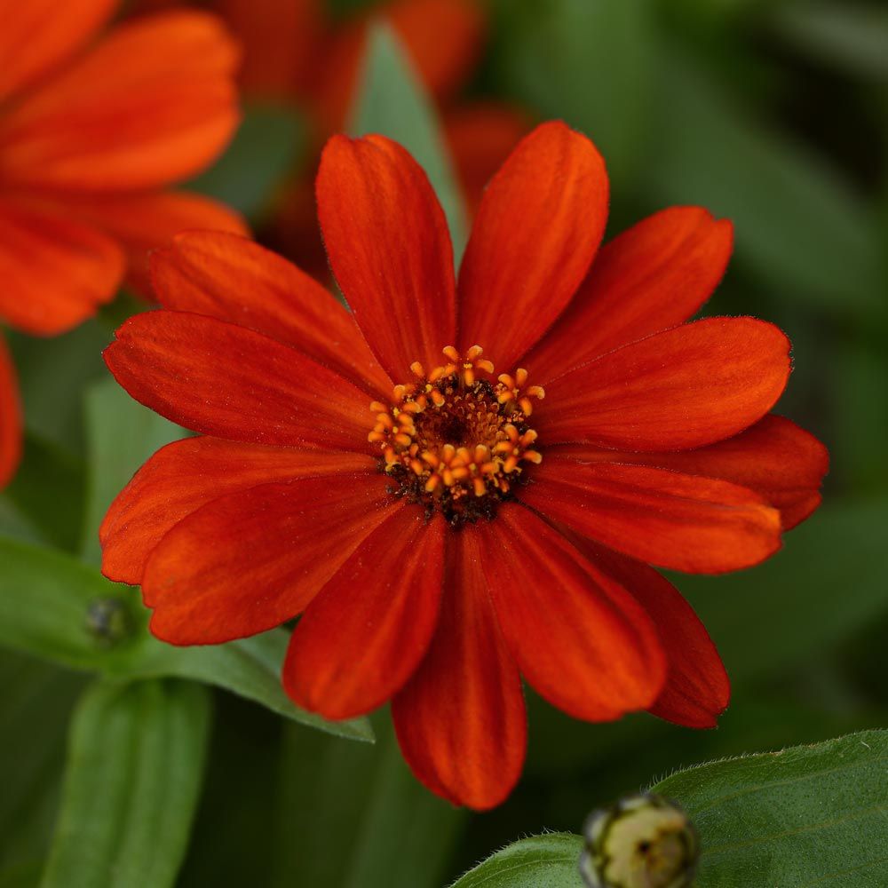 Zinnia Zahara® Red | White Flower Farm