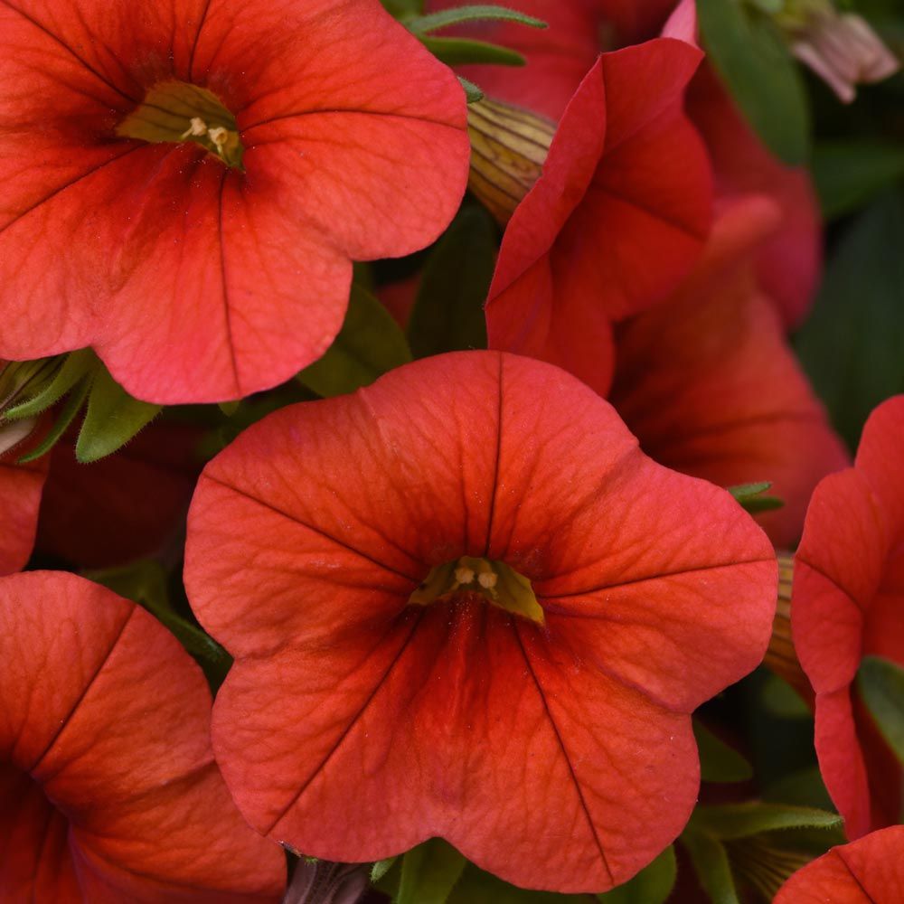 Calibrachoa Cabaret® Orange Improved | White Flower Farm