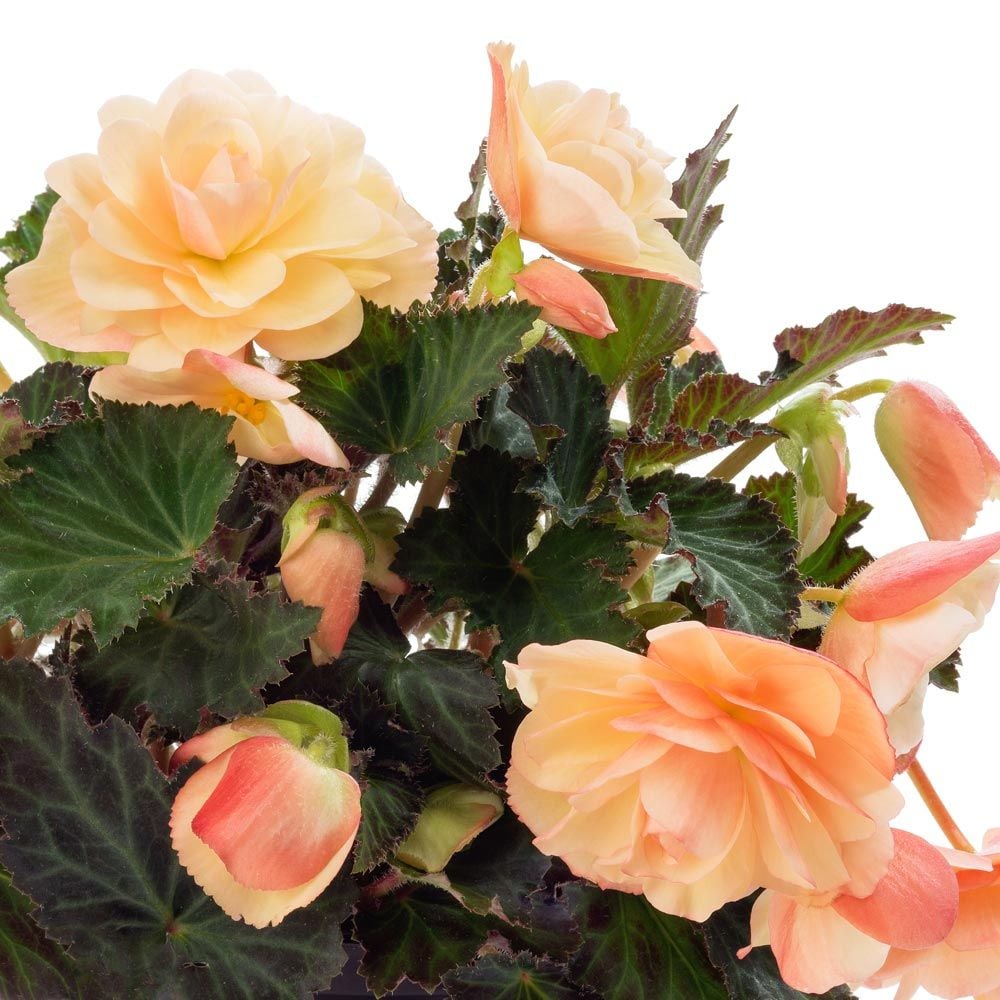 Begonia Fragrant Falls® Peach | White Flower Farm