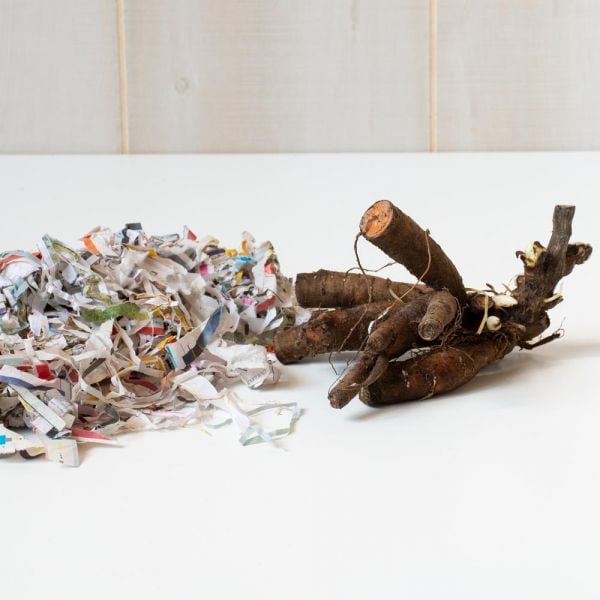 Peony 'Lorelei' | White Flower Farm