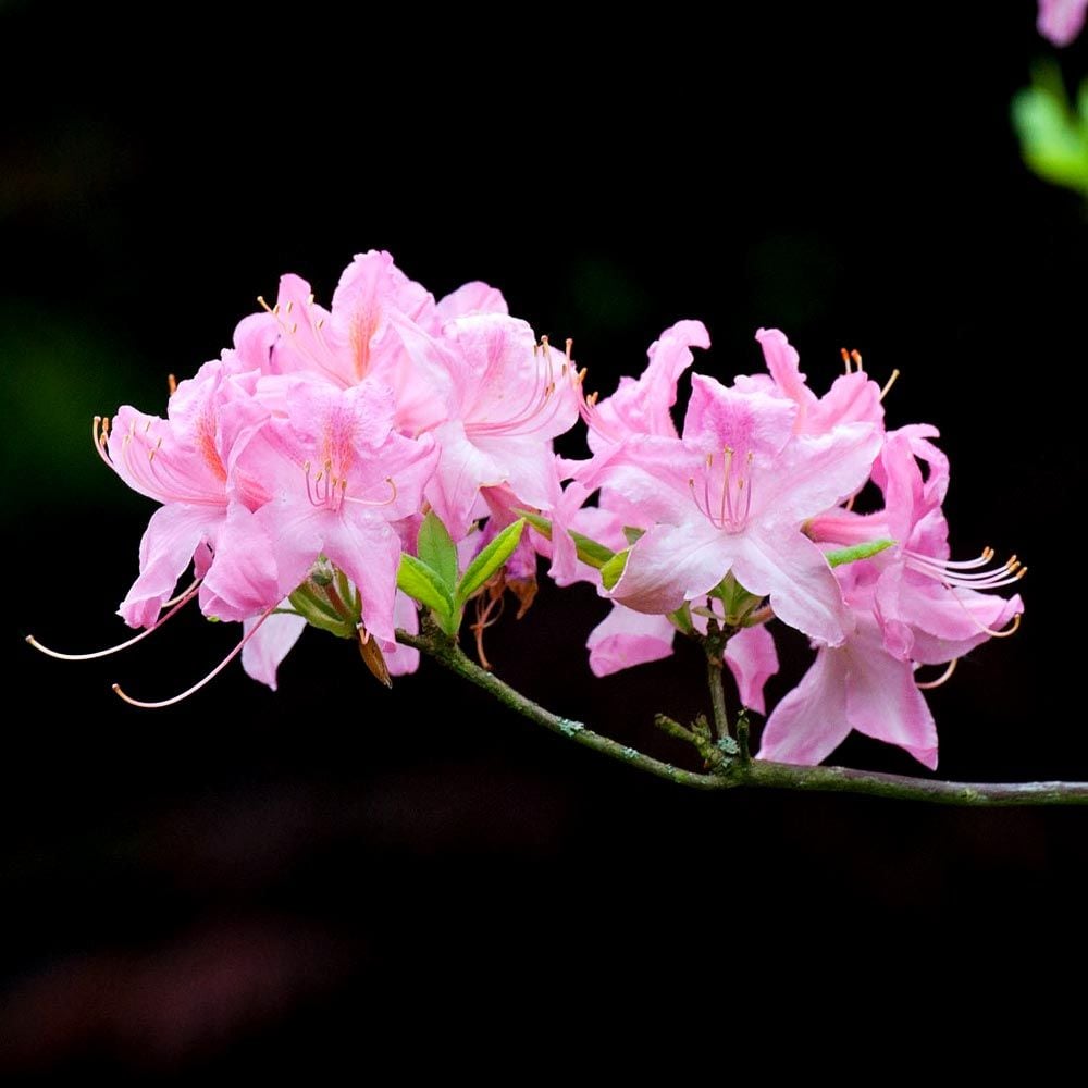 Azalea 'Marie Hoffman' | White Flower Farm