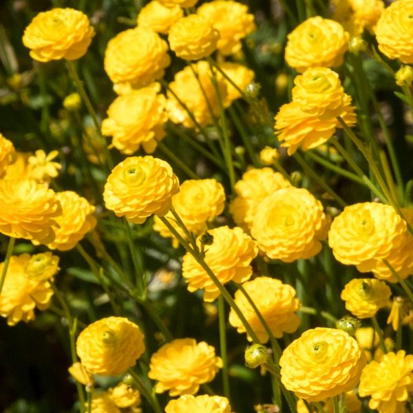 Ranunculus repens 'Pleniflorus' | White Flower Farm