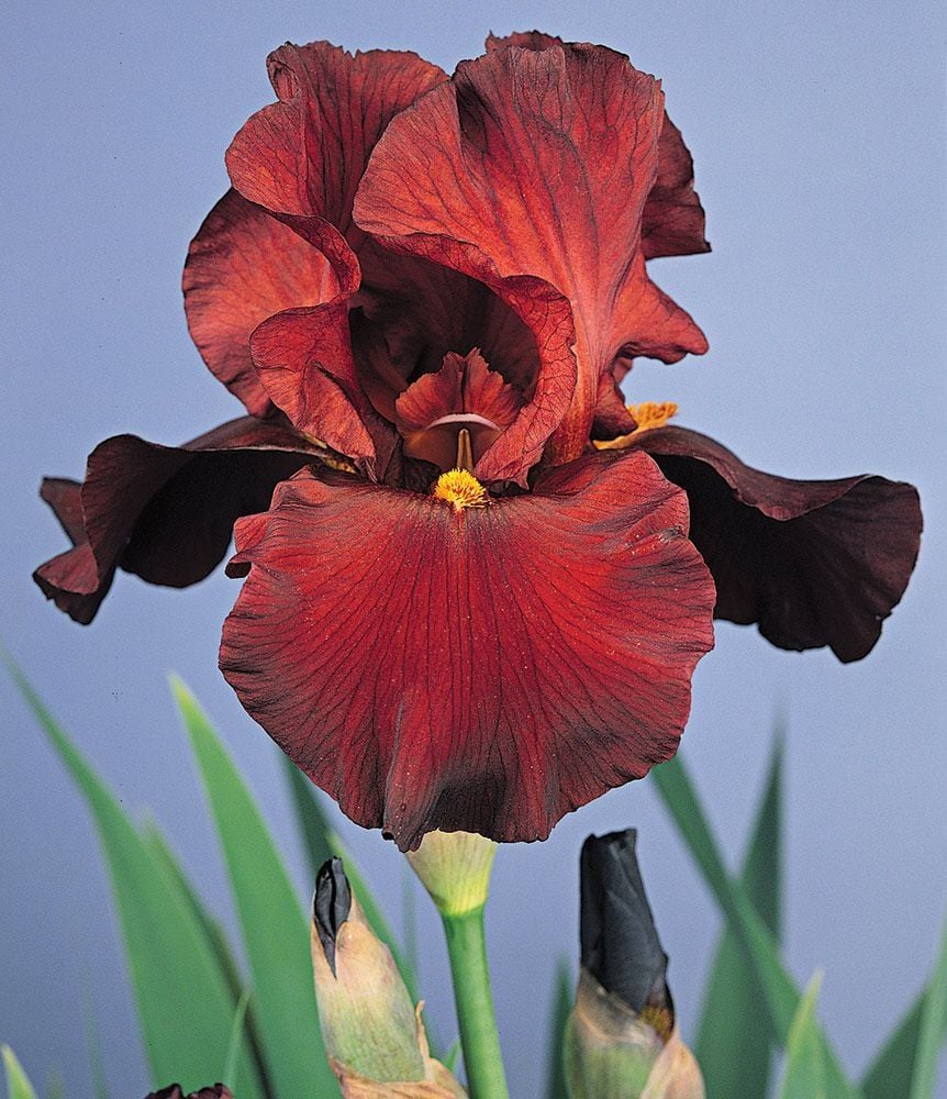 Bearded Iris | White Flower Farm Bearded Iris | White Flower Farm