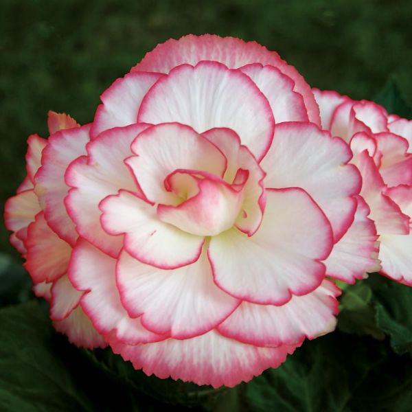 Begonia 'Cordelia' Blackmore & Langdon | White Flower Farm