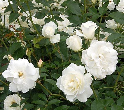 Rose Iceberg | White Flower Farm