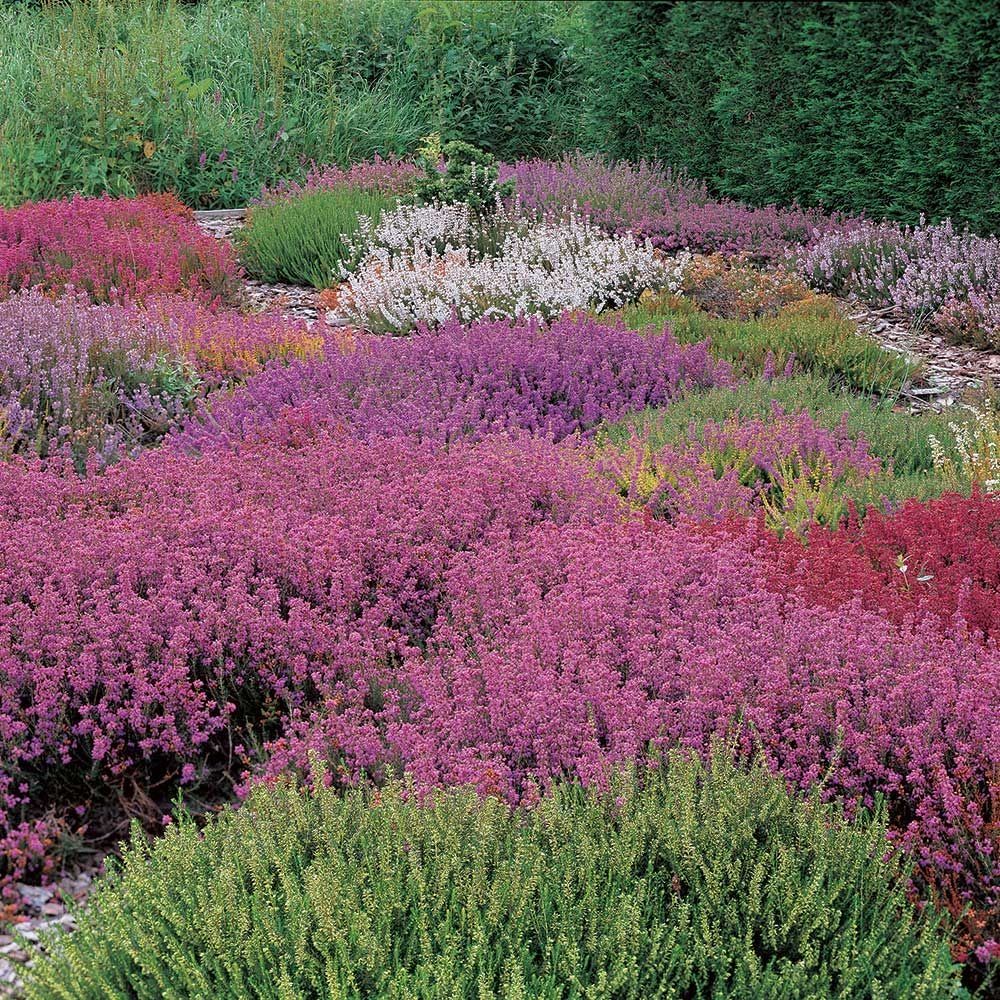 Calluna | White Flower Farm