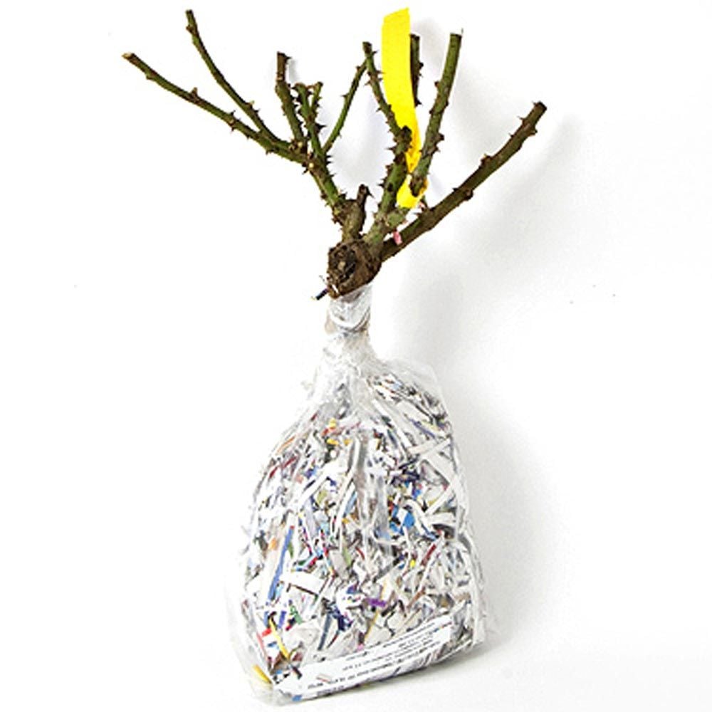 Rose Princesse Charlene de Monaco® | White Flower Farm