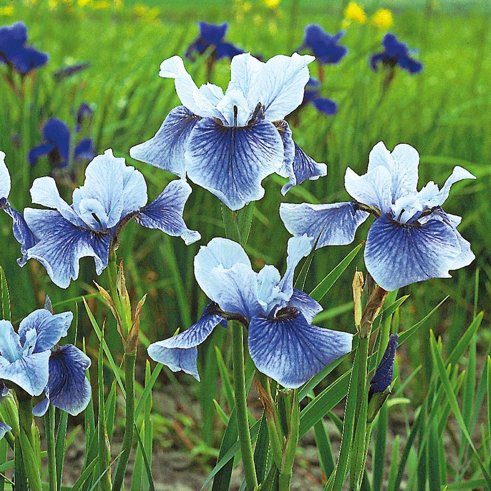 Blue Siberian Iris