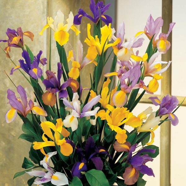 Dutch Iris Mix | White Flower Farm