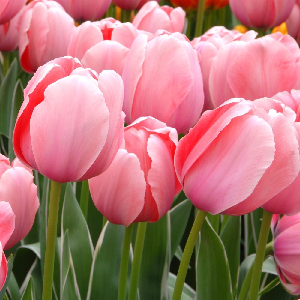 Tulip 'Sweet Impression' | White Flower Farm