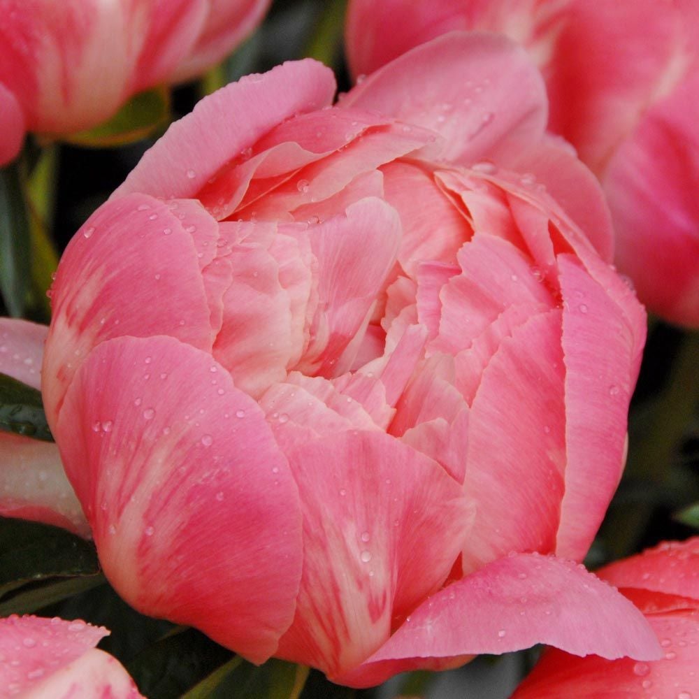 Peony 'Coral Charm' | White Flower Farm