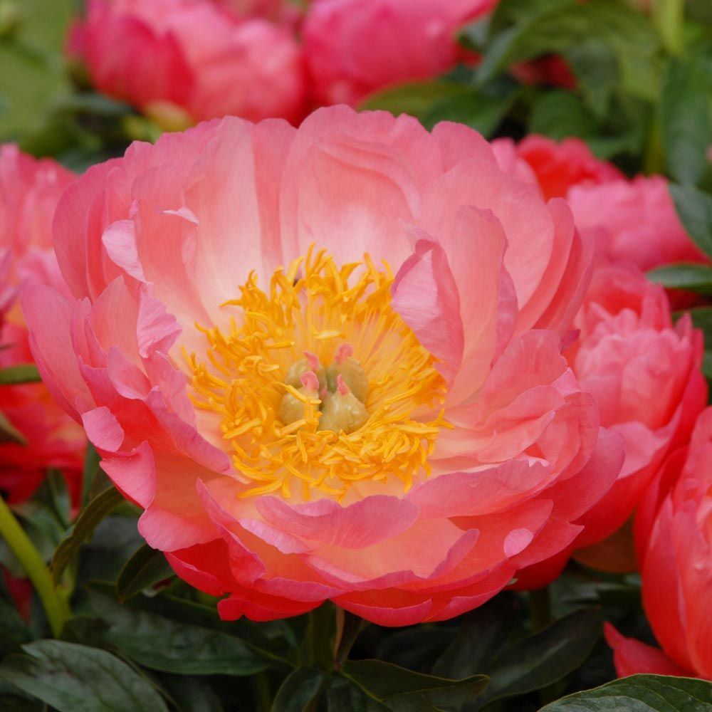 Peony 'Coral Sunset' | White Flower Farm