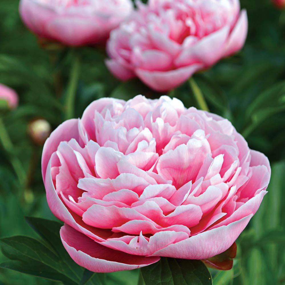 Peony Etched Salmon | White Flower Farm