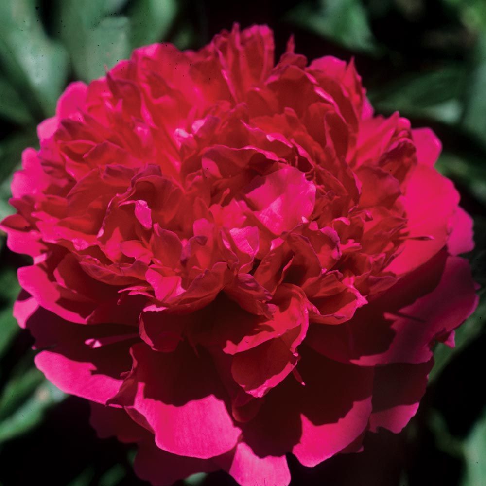 Paeonia lactiflora Felix Supreme | White Flower Farm