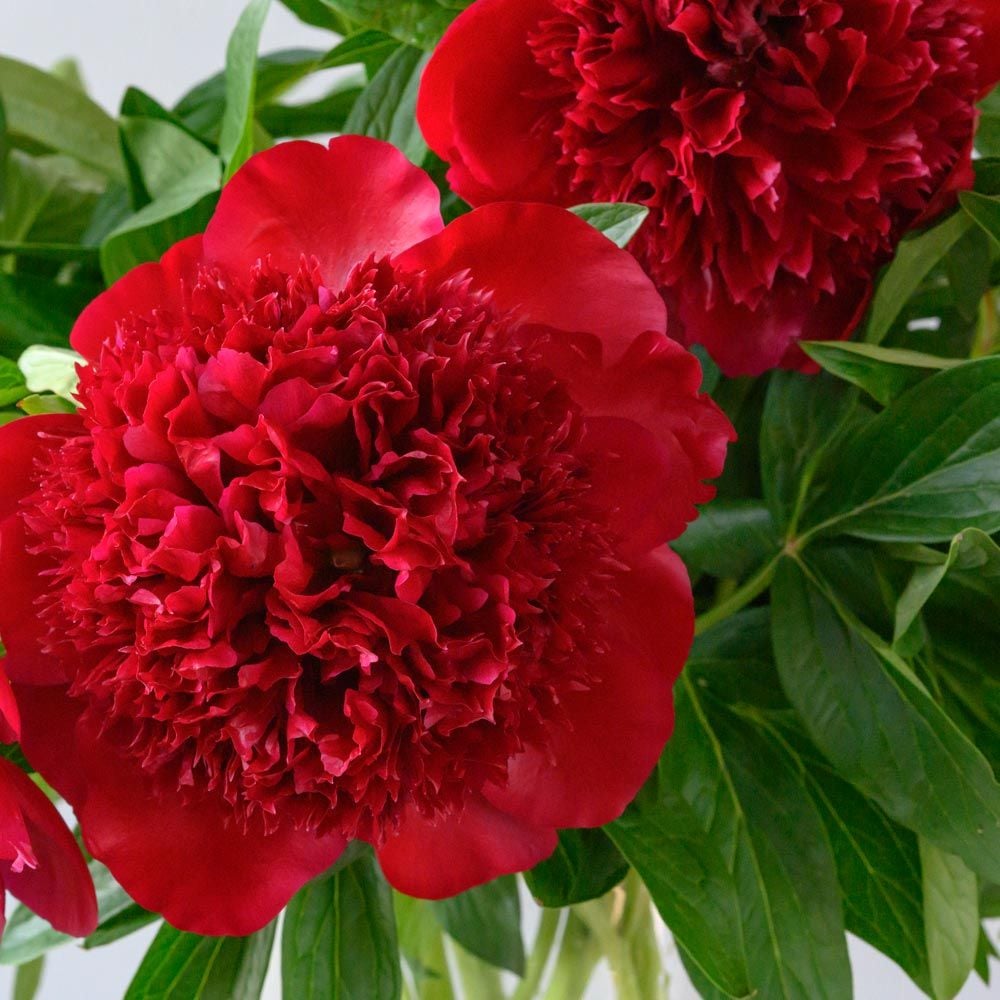 Peony 'Red Charm' | White Flower Farm