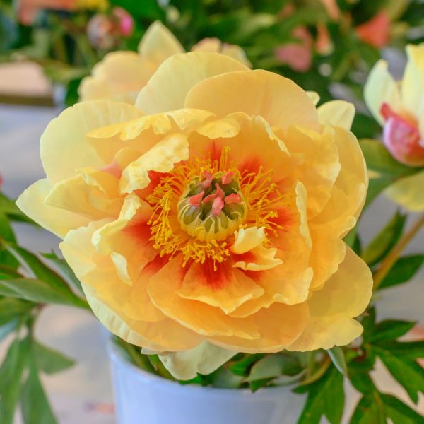 Peony 'Garden Treasure' - Itoh Peony | White Flower Farm