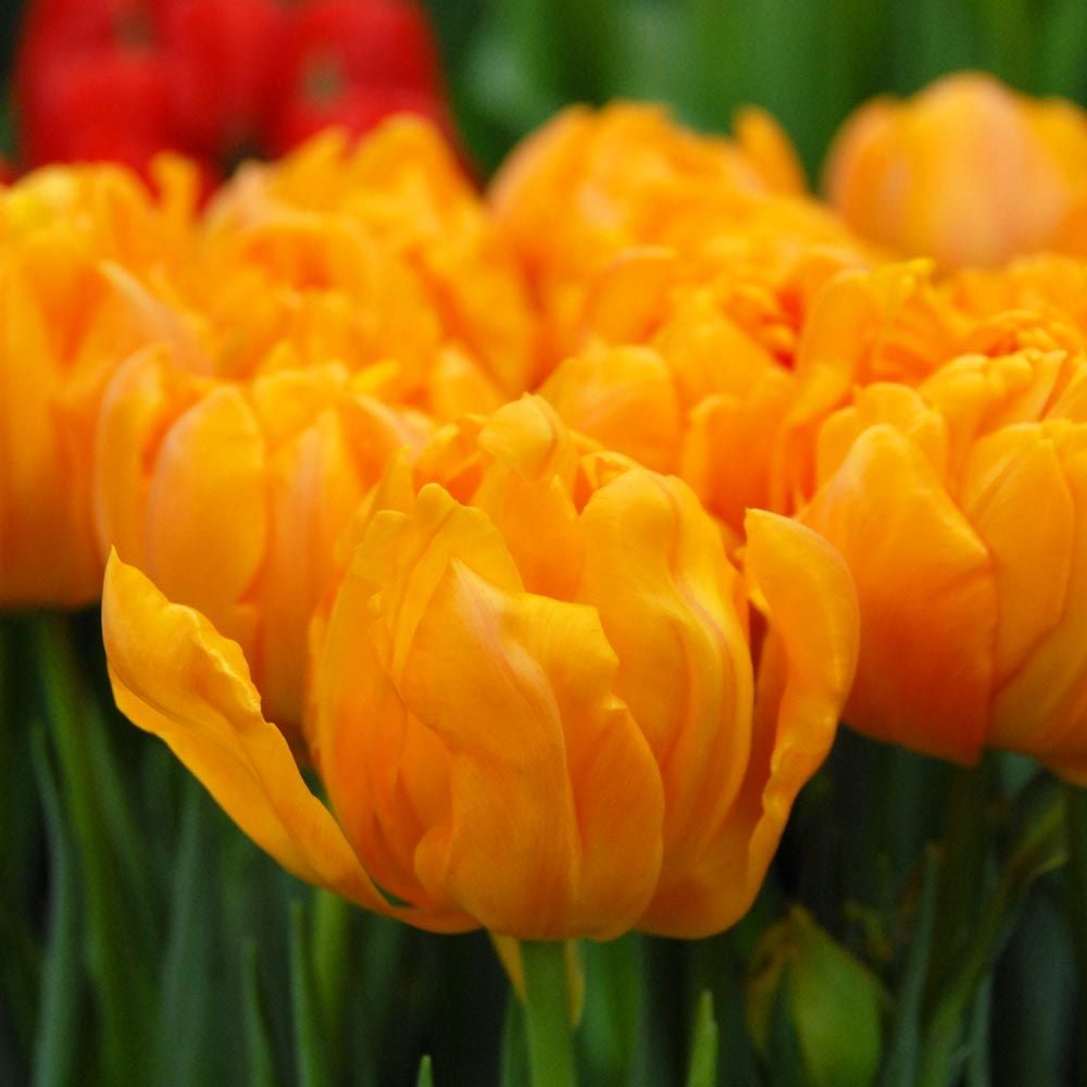 Tulip 'Orca' | White Flower Farm