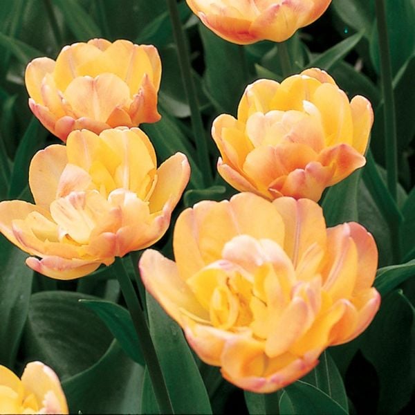 Tulip 'Creme Upstar' | White Flower Farm