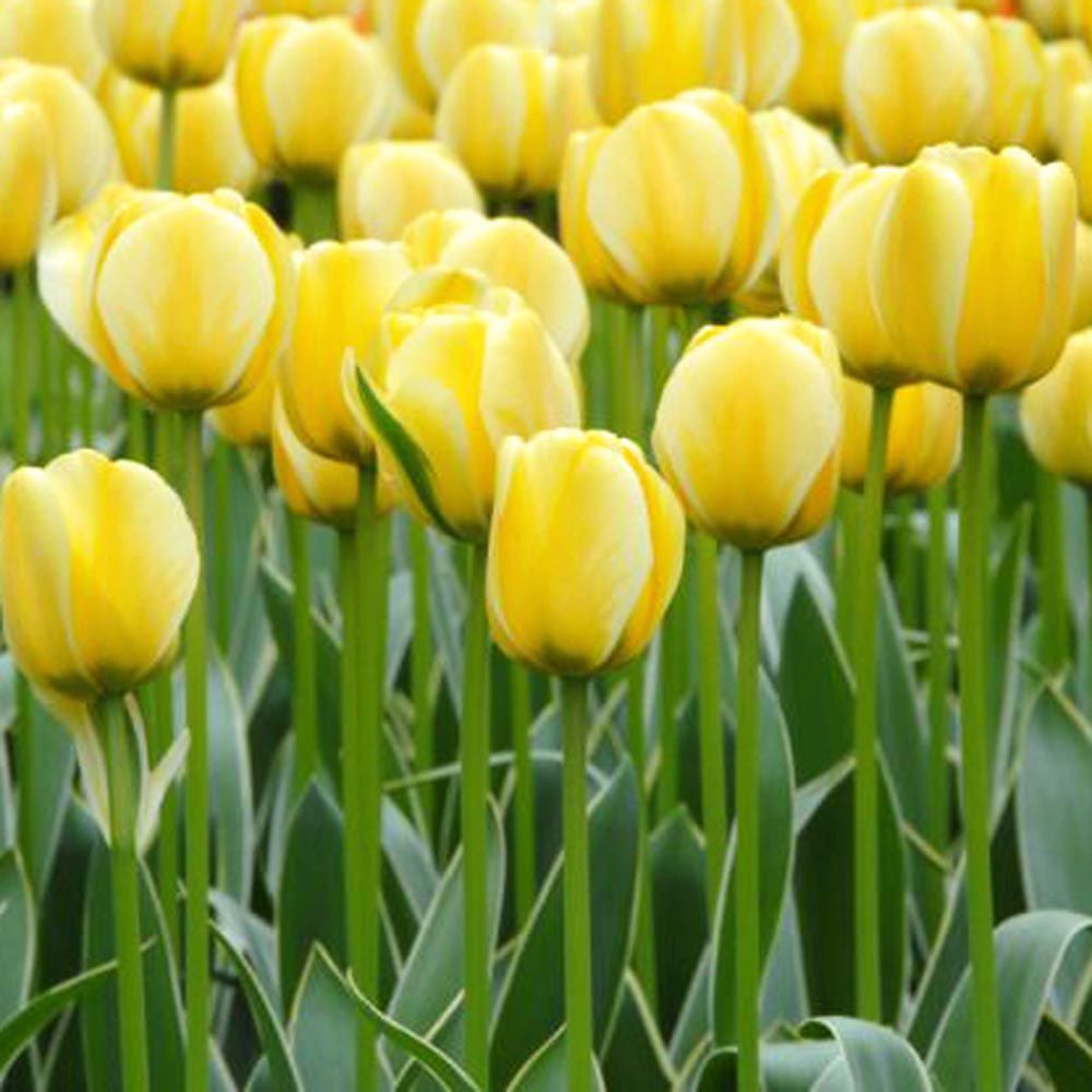 Tulip 'Jaap Groot' | White Flower Farm