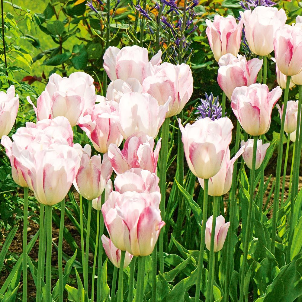 Tulip 'Blushing Girl' | White Flower Farm
