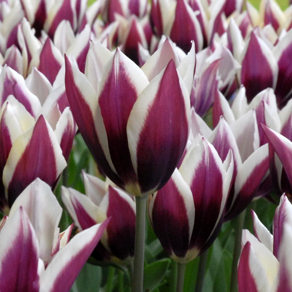 Rembrandt Tulip Mix | White Flower Farm