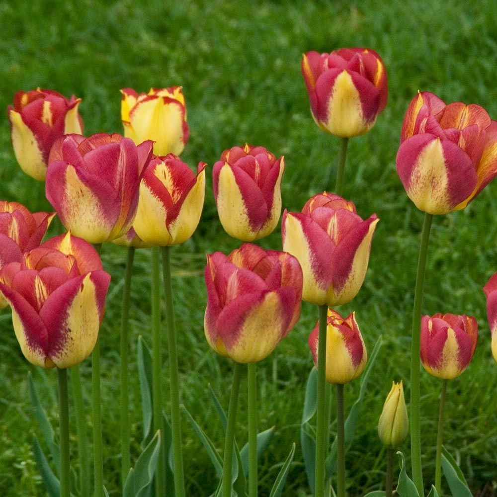 Rembrandt Tulip Mix | White Flower Farm