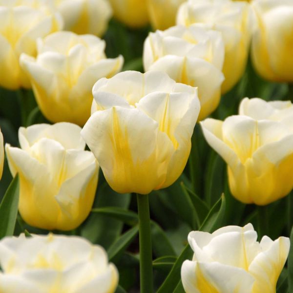 Grower's Choice Tulip Mix | White Flower Farm