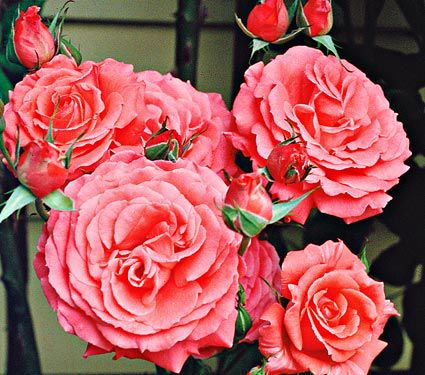 Rose America™ | White Flower Farm