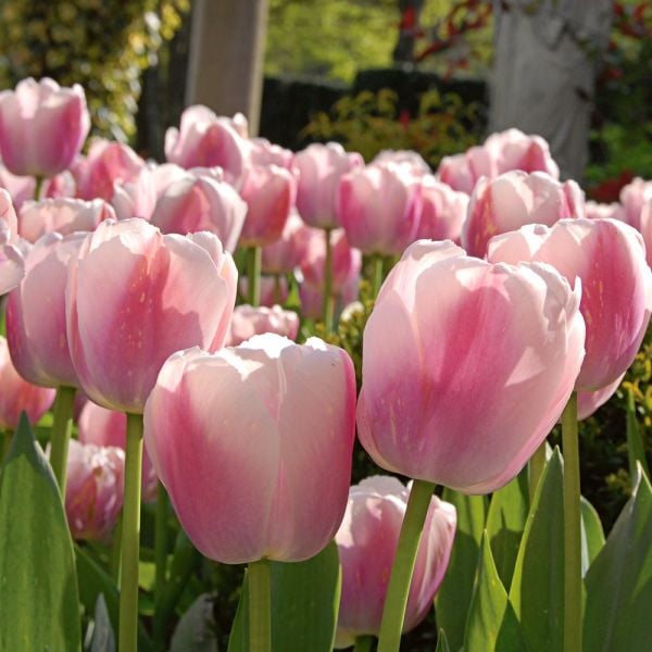 Spring Brights Darwin Hybrid Tulip Mix | White Flower Farm
