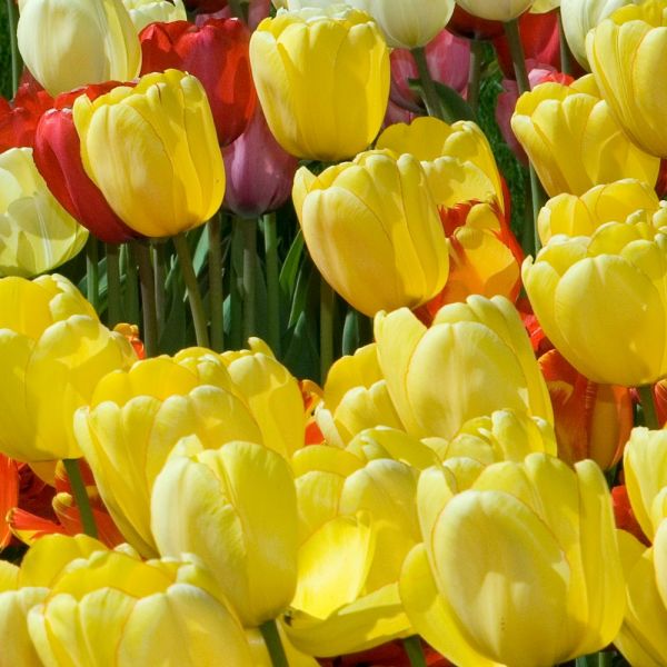 White Flower Farm Yellow Perennial Tulip | White Flower Farm