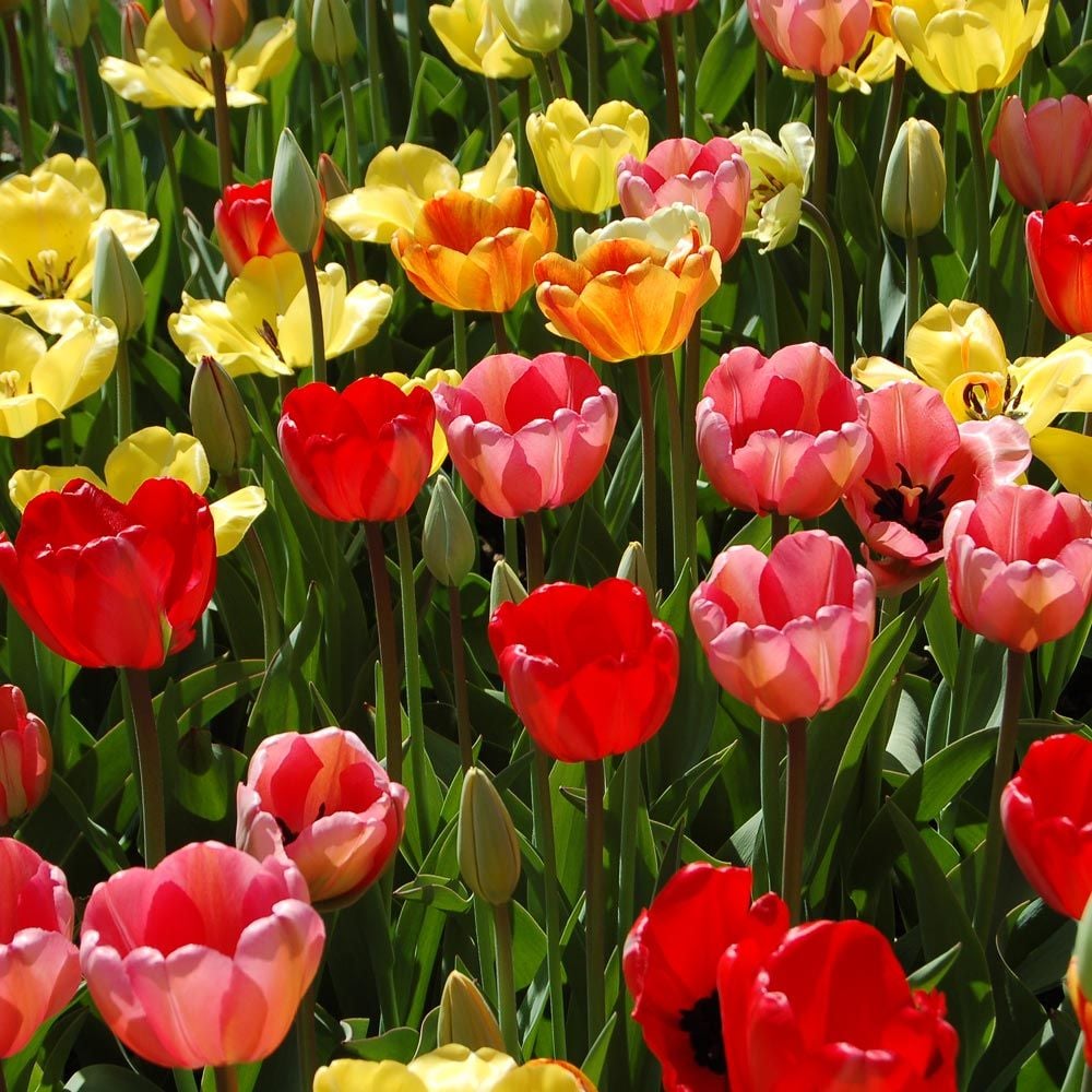 White Flower Farm Classic Perennial Tulip Mix | White Flower Farm