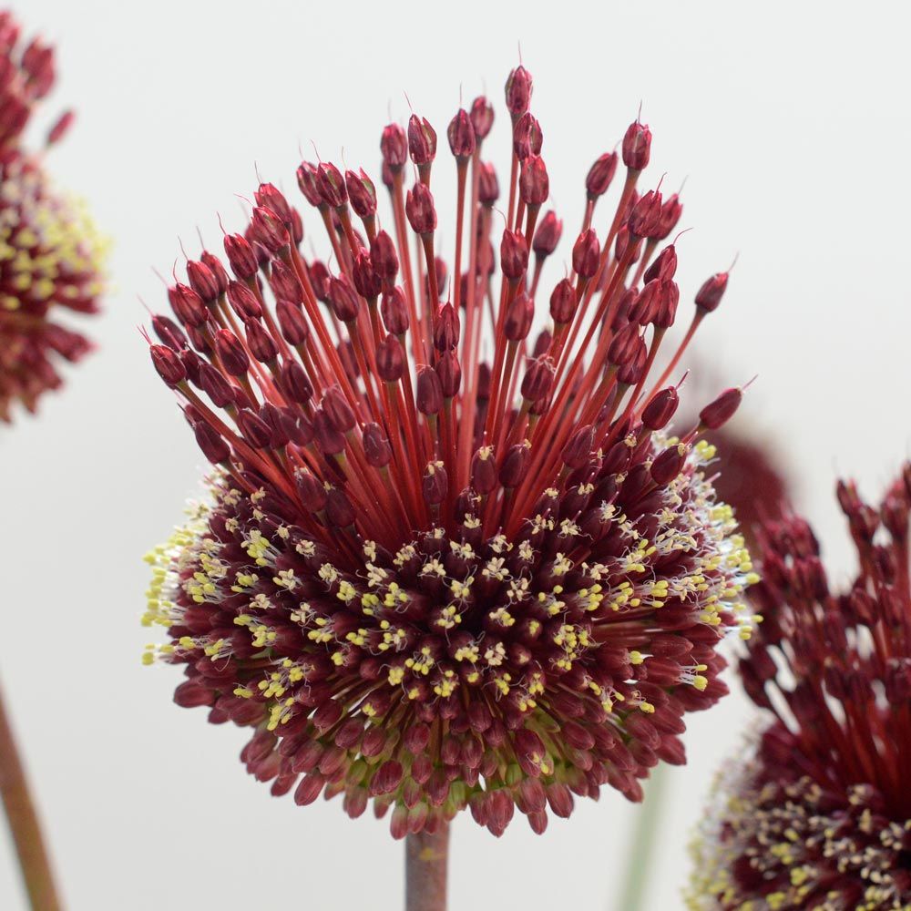 Allium amethystinum 'Red Mohican' | White Flower Farm