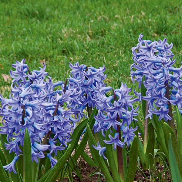 Blue Hyacinth Mix | White Flower Farm