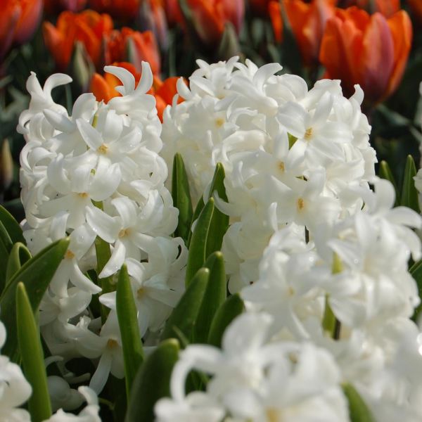 Hyacinthus orientalis 'Carnegie' | White Flower Farm