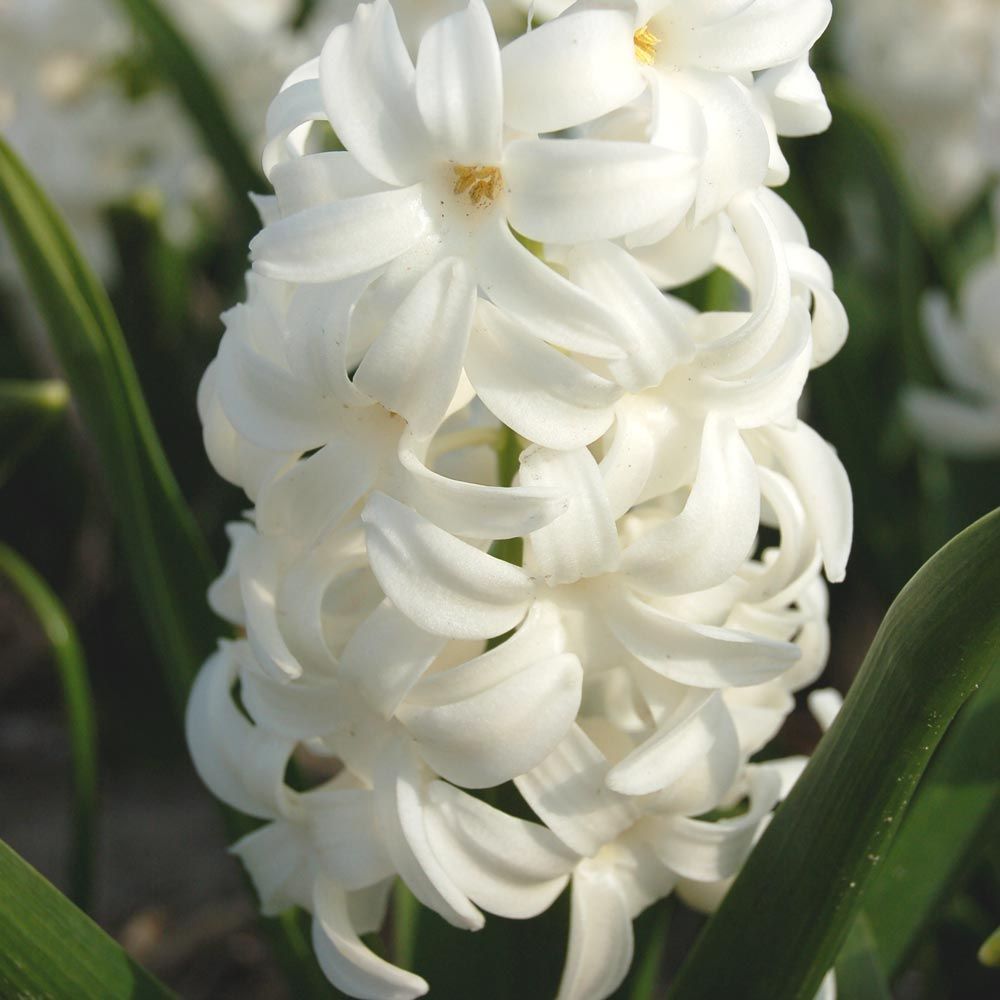 Hyacinthus orientalis 'Carnegie' | White Flower Farm