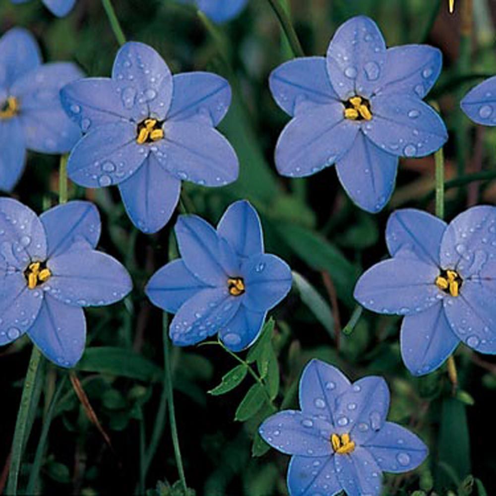 Constellation of Blue Stars Ipheion Mix | White Flower Farm