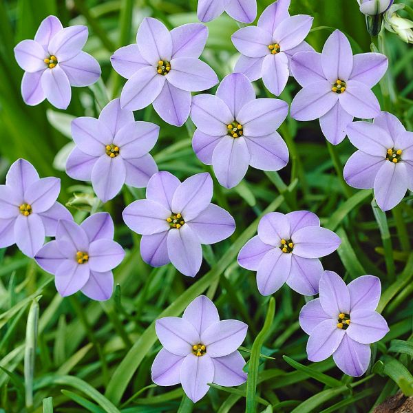 Constellation of Blue Stars Ipheion Mix | White Flower Farm