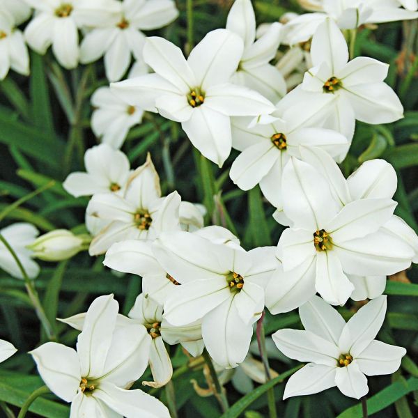 Constellation of Blue Stars Ipheion Mix | White Flower Farm