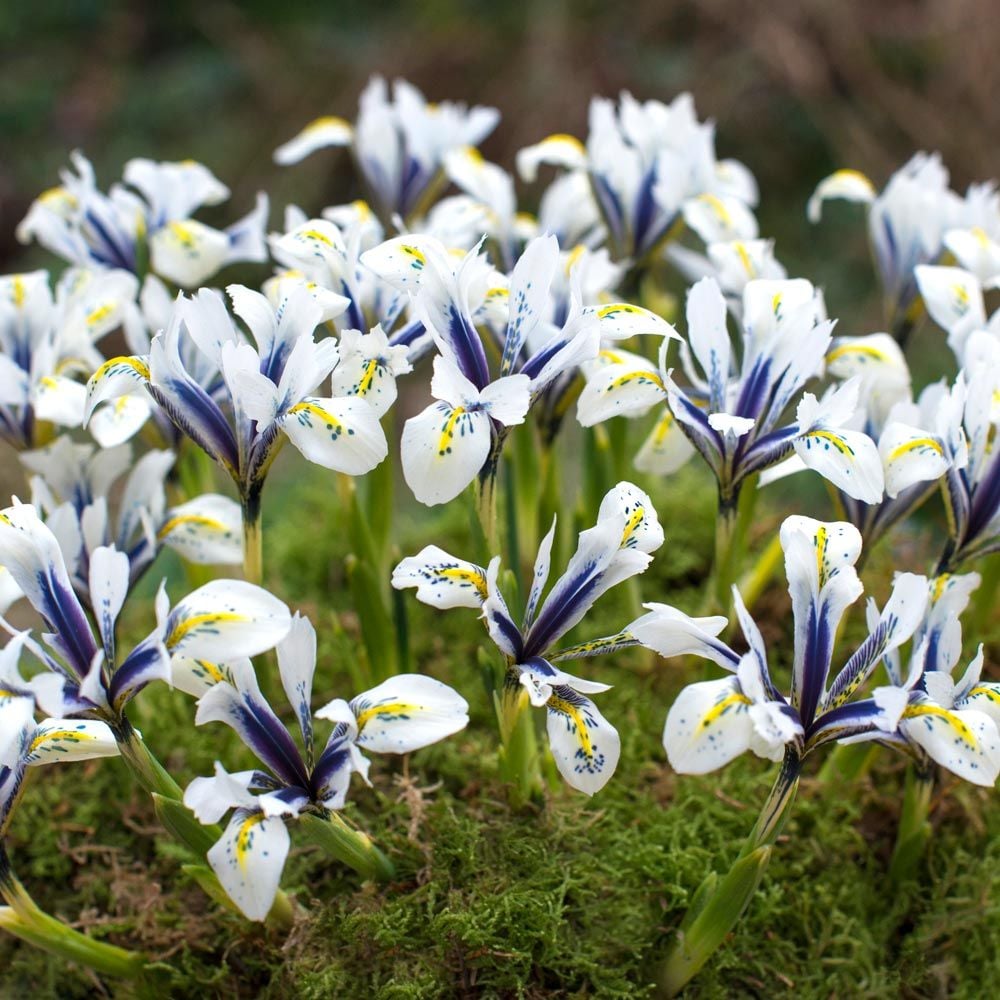 Iris reticulata 'Eye Catcher' | White Flower Farm