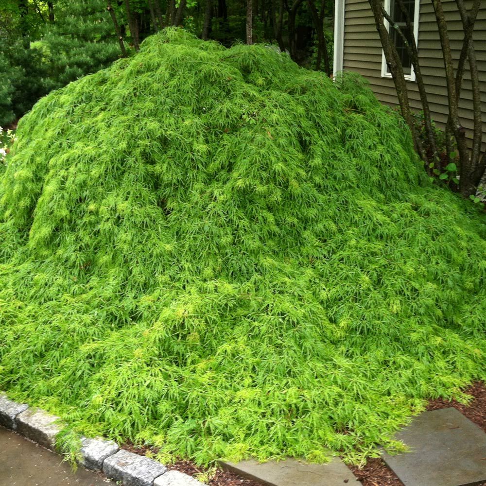 Acer palmatum dissectum 'Waterfall' | White Flower Farm